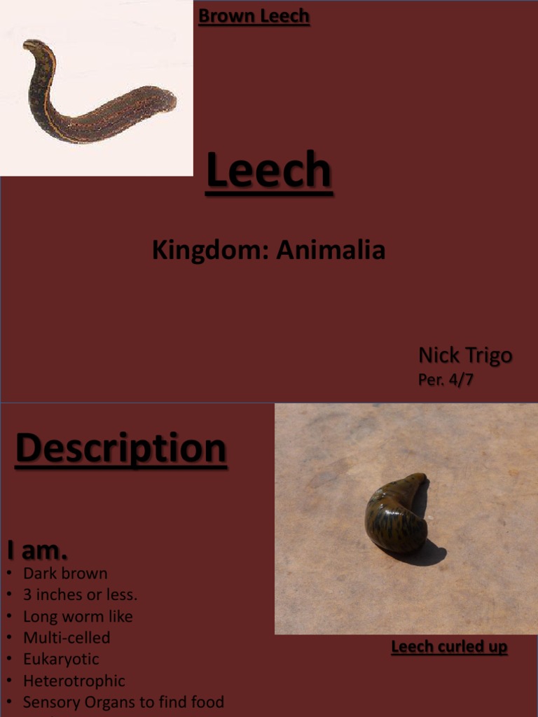 Brown Leech: Hirudo euhirudinea Facts | PDF | Science & Mathematics
