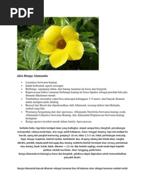 Simak! 26+ Ciri Ciri Tanaman Bunga Alamanda yang Wajib Diketahui ...