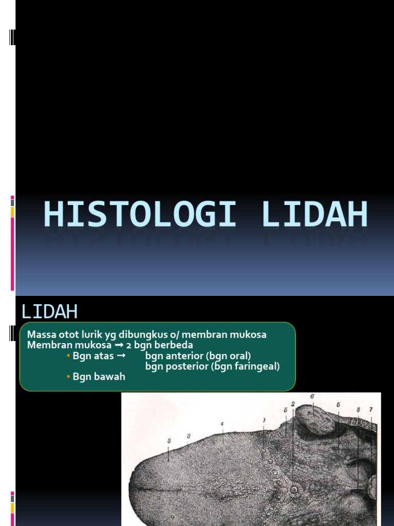 Histologi Lidah | PDF