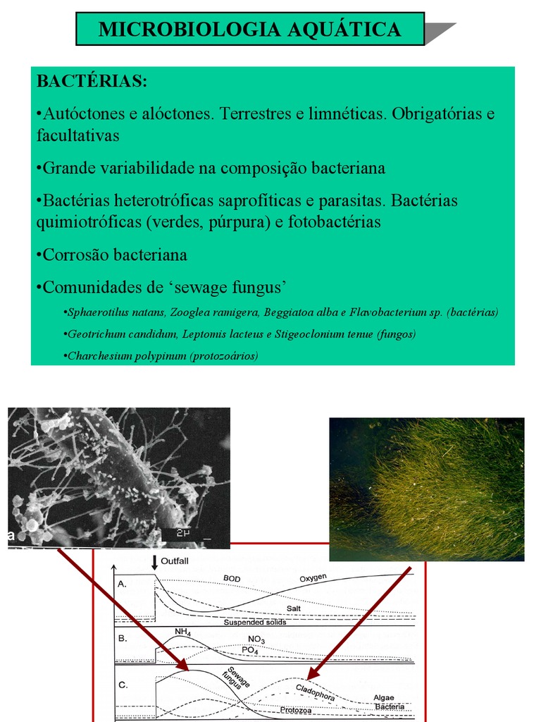 Microbiologia Algas | Download grátis PDF | Cianobactéria | Algas