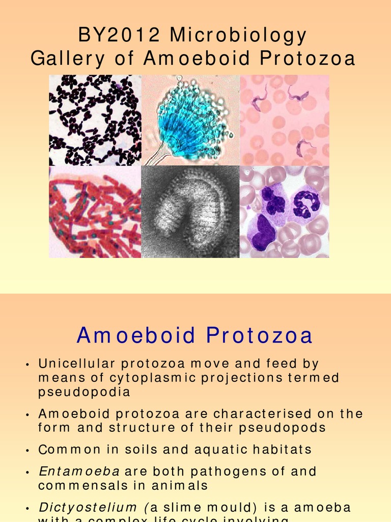Amoeboid Protozoa | Cell Biology | Earth & Life Sciences