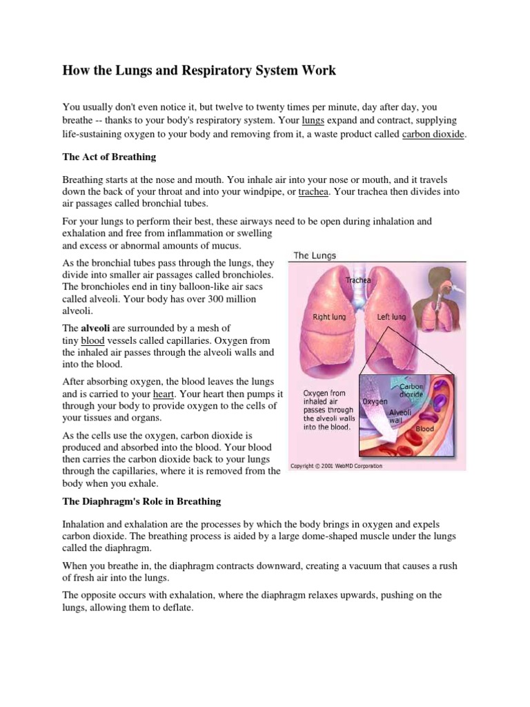 How The Lungs and Respiratory System Work | PDF | Lung | Respiratory System