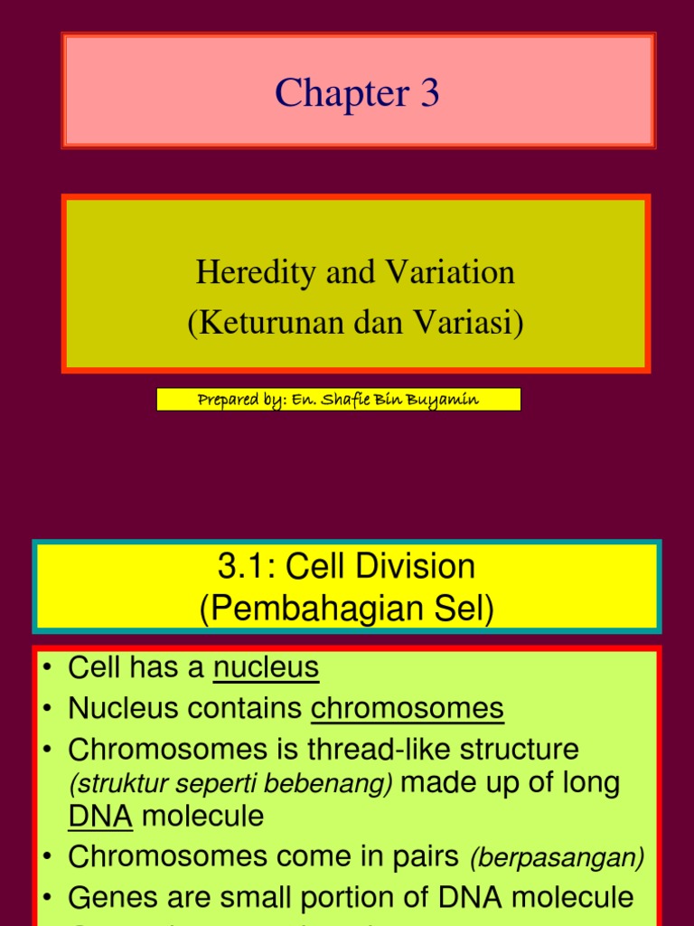 Chapter 3 Science Form 4 | PDF | Chromosome | Mitosis