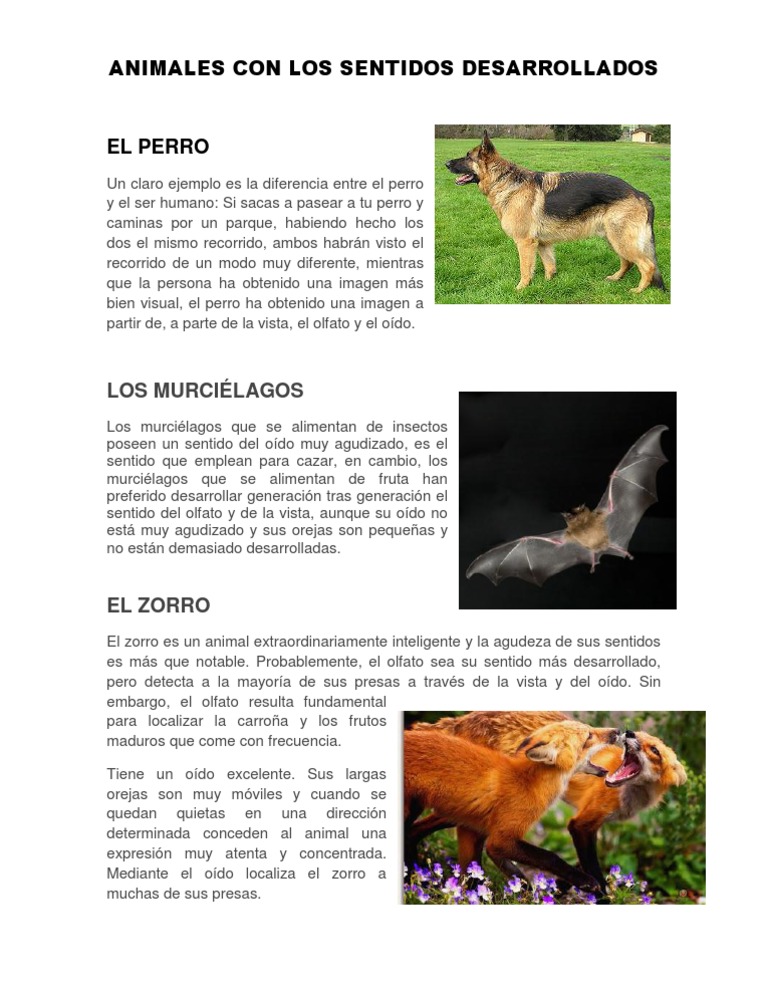 Sentidos Desarrollados en Animales | PDF | Murciélago | Perros