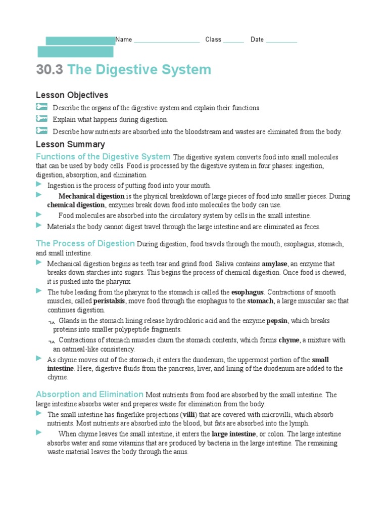 Digestive System Worksheet | PDF | Digestion | Human Digestive System