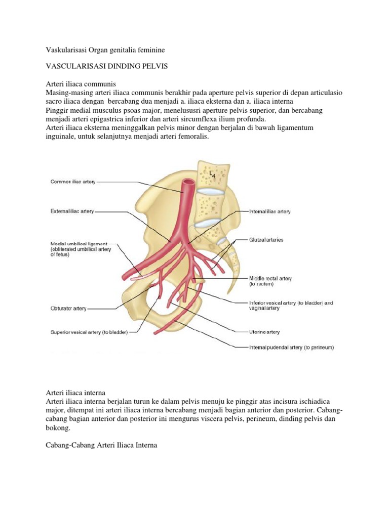 Vaskularisasi Organ Genitalia Feminine | PDF