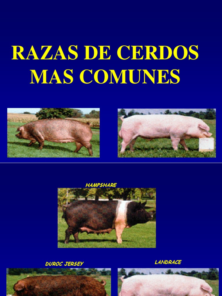 Razas de Cerdos 1 | PDF | Cerdo doméstico | Híbrido (biología)