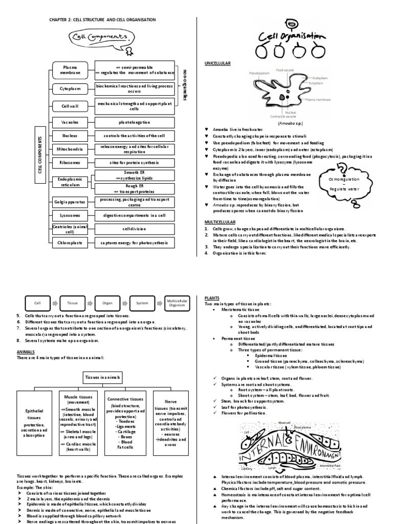Form 4 Biology: Cell Structure Notes | PDF | Tissue (Biology) | Osmosis