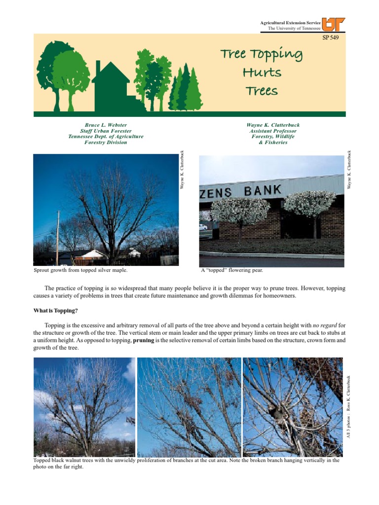 Tree Topping Hurts Trees (SP549) | PDF | Pruning | Trees