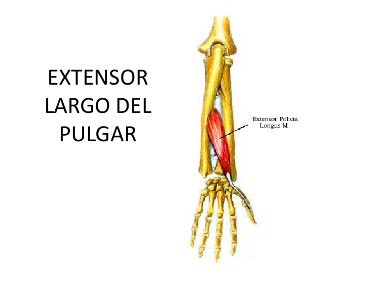 Extensor Largo Del Pulgar | PDF