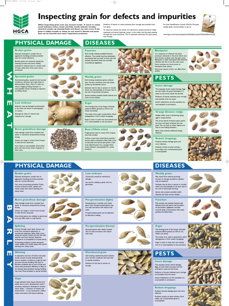 Grain Inspection Poster | Cereals | Mycotoxin