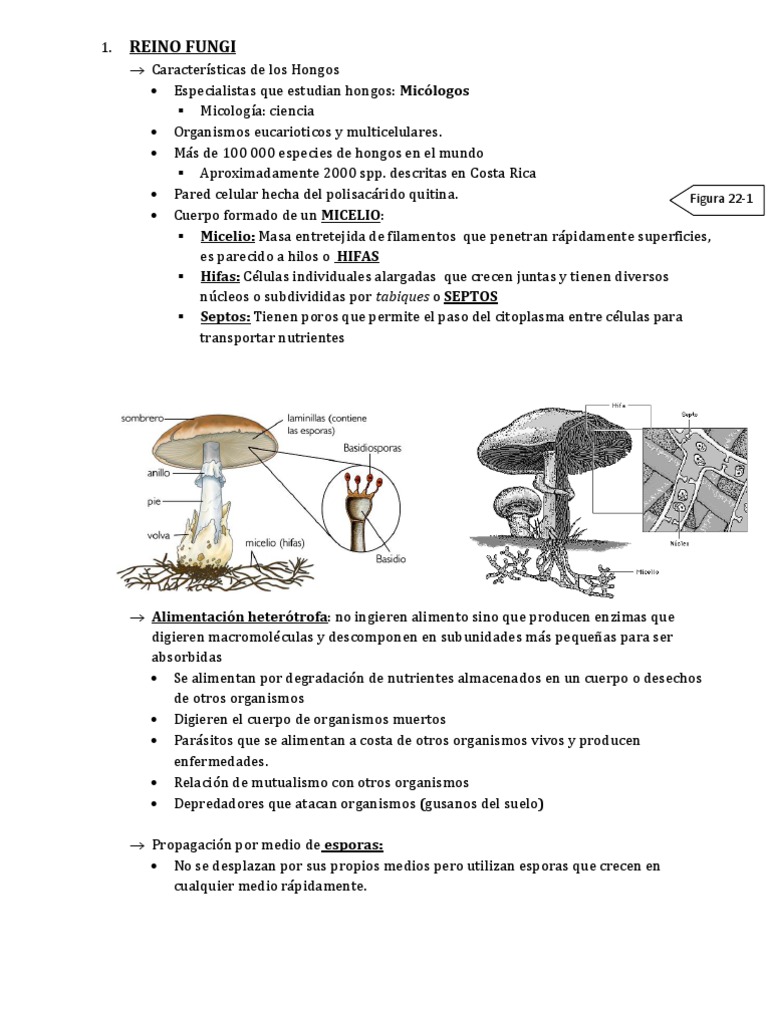 Reino Fungi | Espora | Hongo