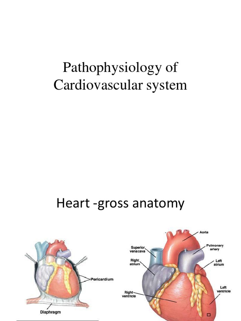 1 - Pathophysiology of Cardiovascular System | Heart | Atherosclerosis