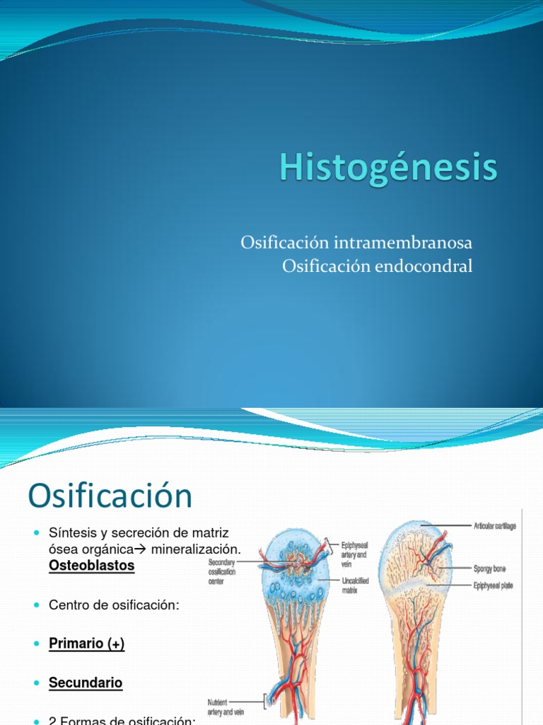Formas de osificación: Osificación intramembranosa y osificación ...