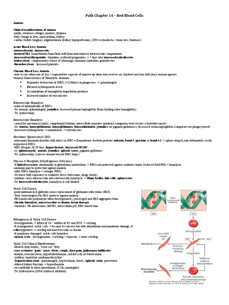 Robbins Pathology Chapter 14 - RBCs | PDF | Anemia | Coagulation