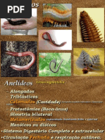Tabela Filos Animais | PDF | Moluscos | Insetos