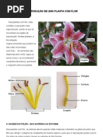 Mapa Mental - Angiospermas 1 - Biologia | PDF