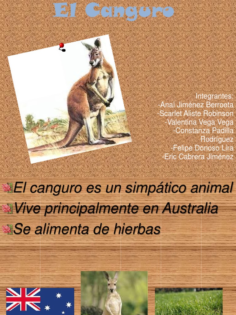Características y Hábitos del Canguro | PDF