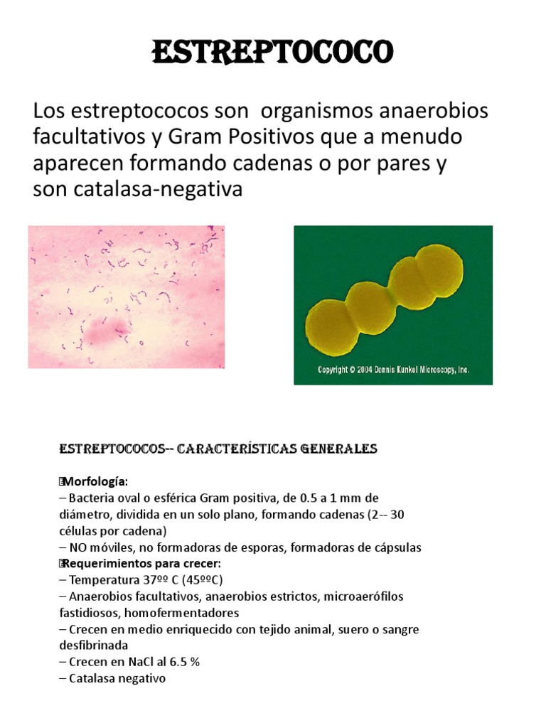 estreptococo | Estreptococo | Sistema inmune