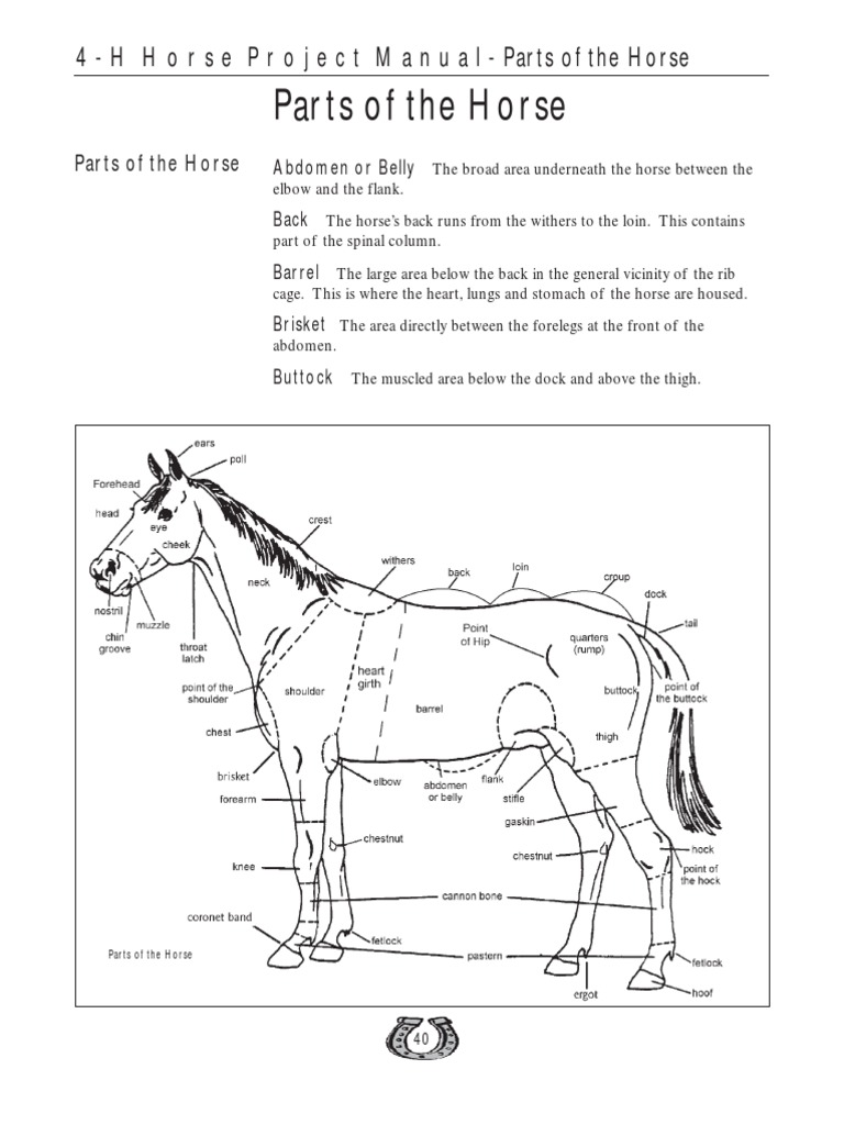 Parts Of The Horse 4 H Horse Project Manual Partsofthehorse PDF