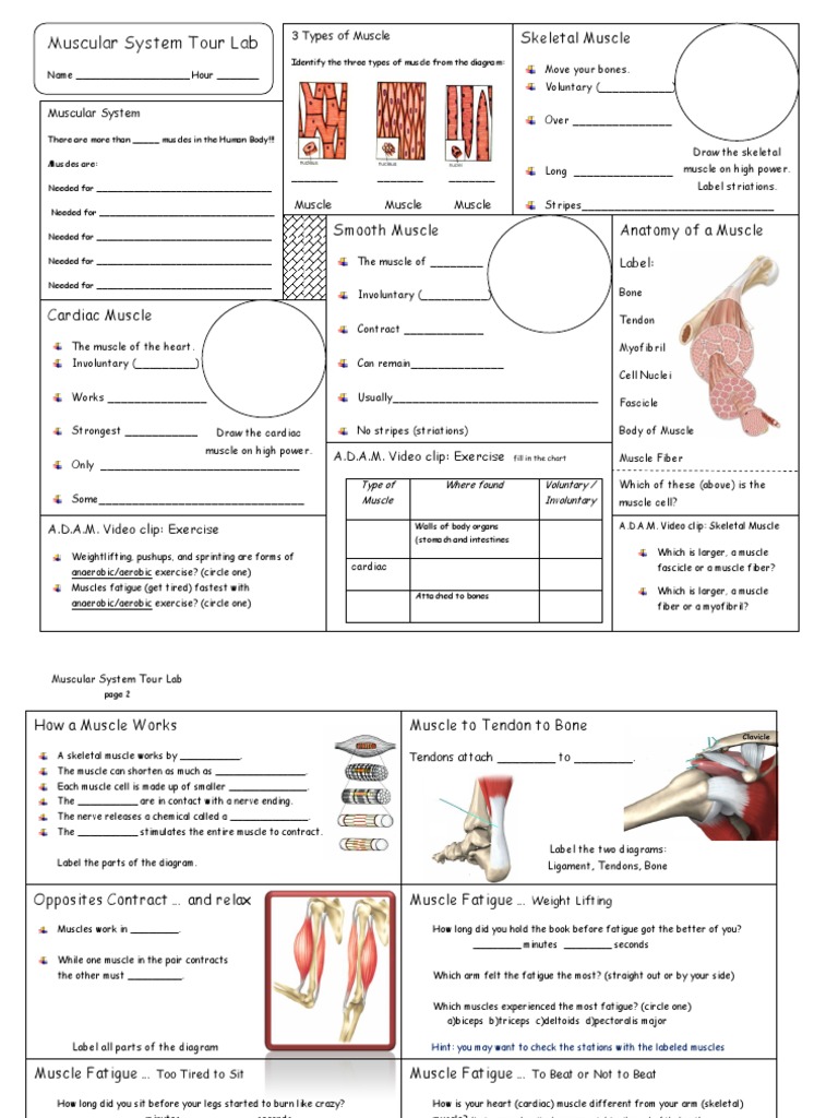 Muscular System Lab 2007 Answer Sheet | Skeletal Muscle | Myocyte