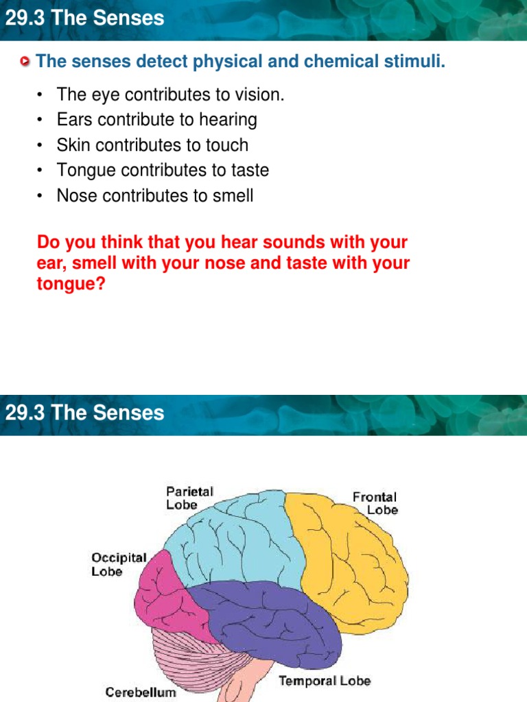 Sensory Powerpoint | PDF
