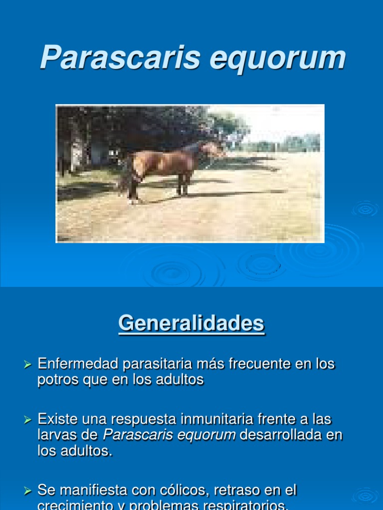 parascaris_equorum (1) | Huevo | Intestino delgado