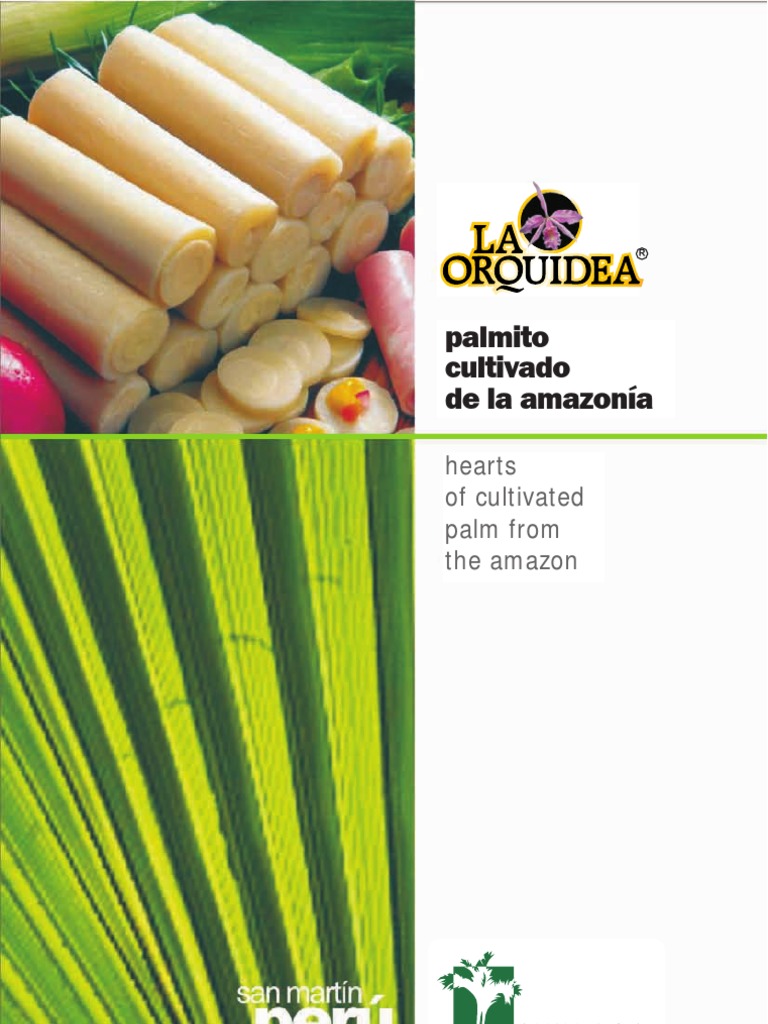 Descripción y especificaciones del palmito cultivado de la Amazonía ...