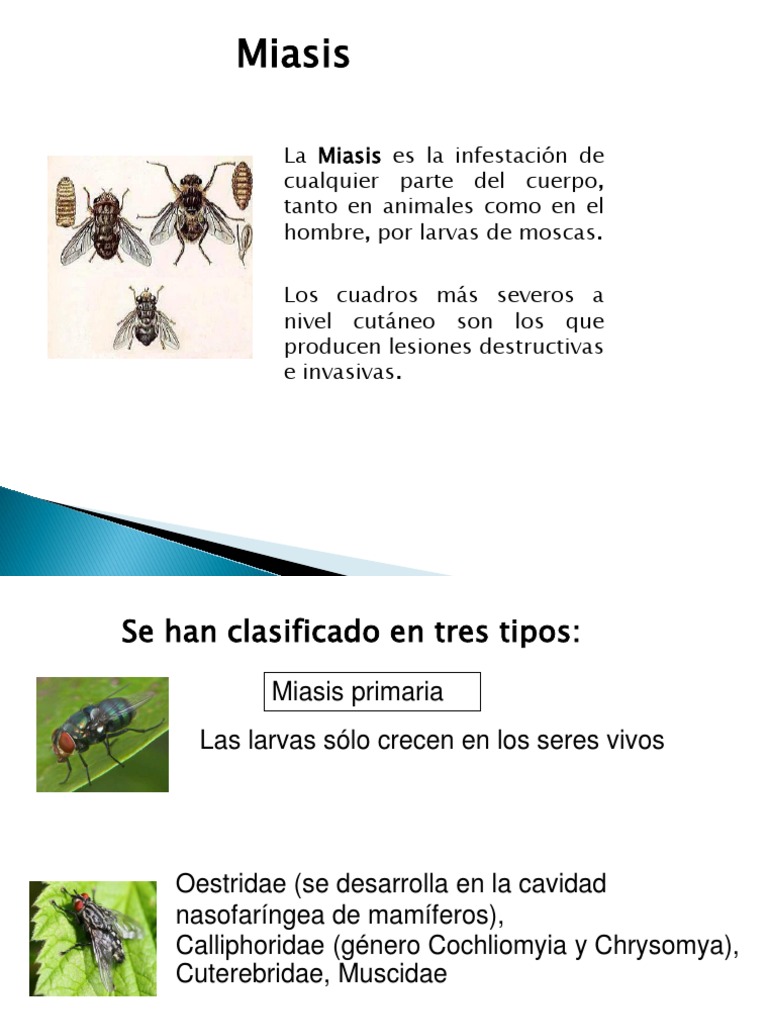 Miasis: Tipos, Tratamientos y Efectos | PDF | Medicina | Enfermedades y ...