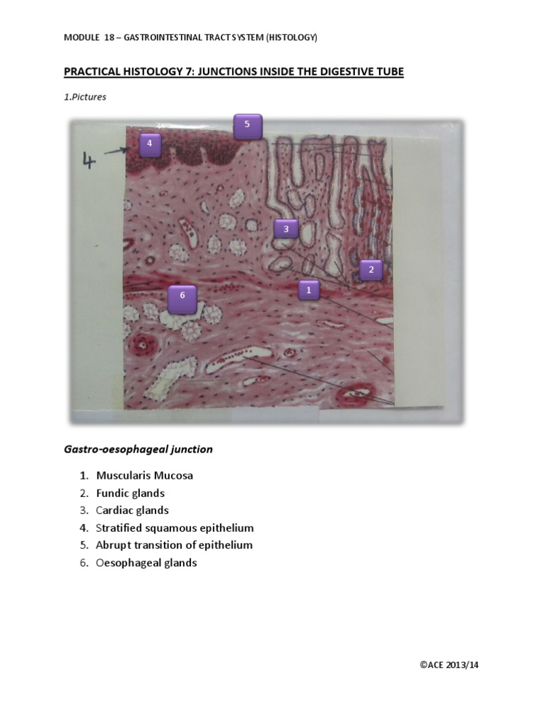 Practical Histology 7 | PDF