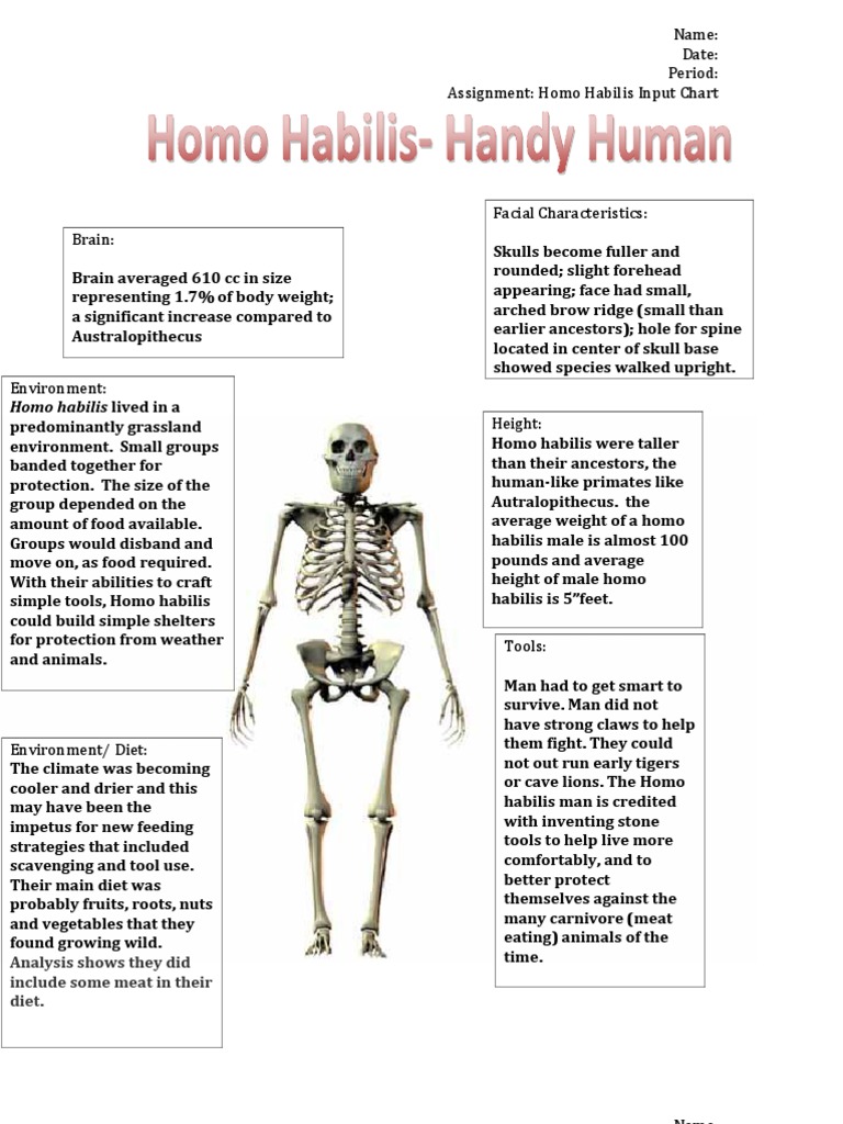 hobo habilis | Homo | Nature