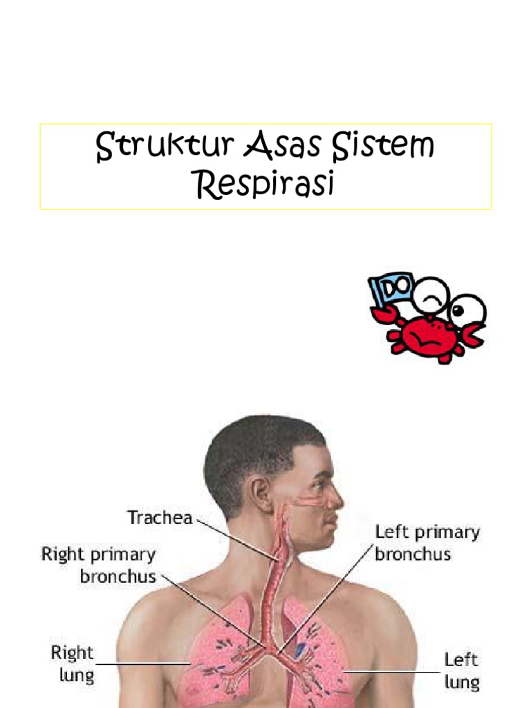Sistem Respiratori | PDF