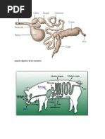 Anatomia y Fisiologia Del Pato | PDF | Pato | Domesticación