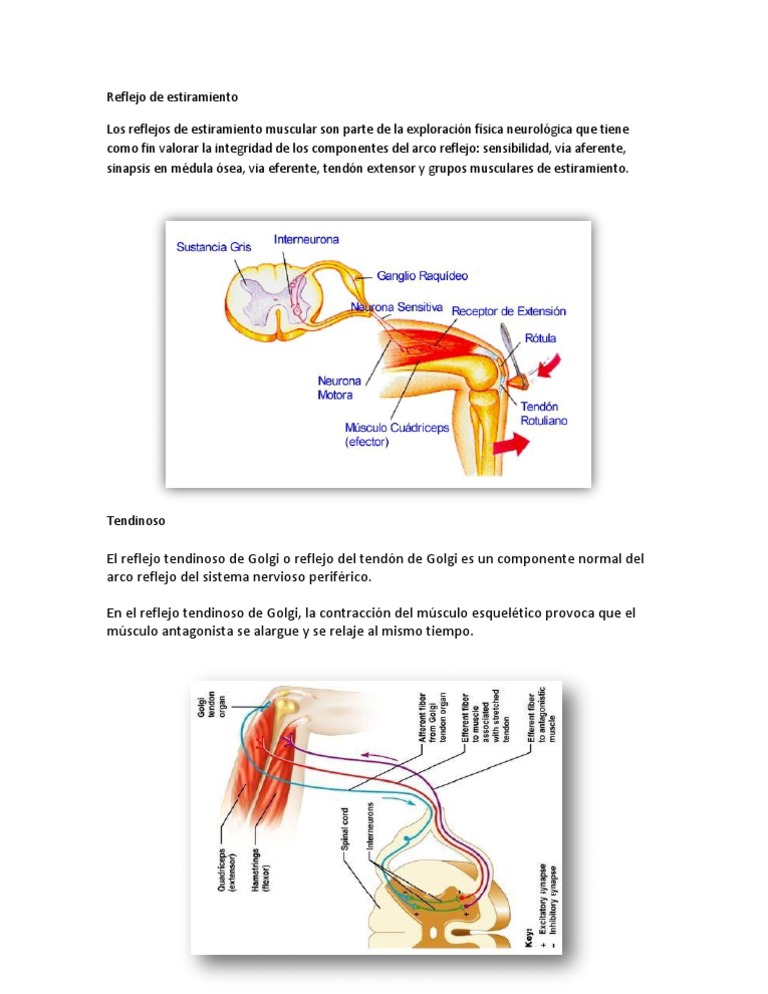 Evaluación del reflejo de estiramiento muscular y su importancia en la ...