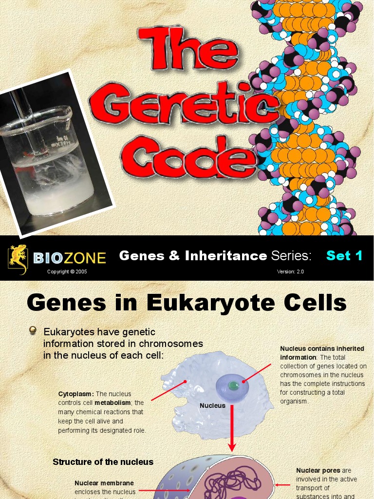 The Genetic Code | PDF | Translation (Biology) | Rna