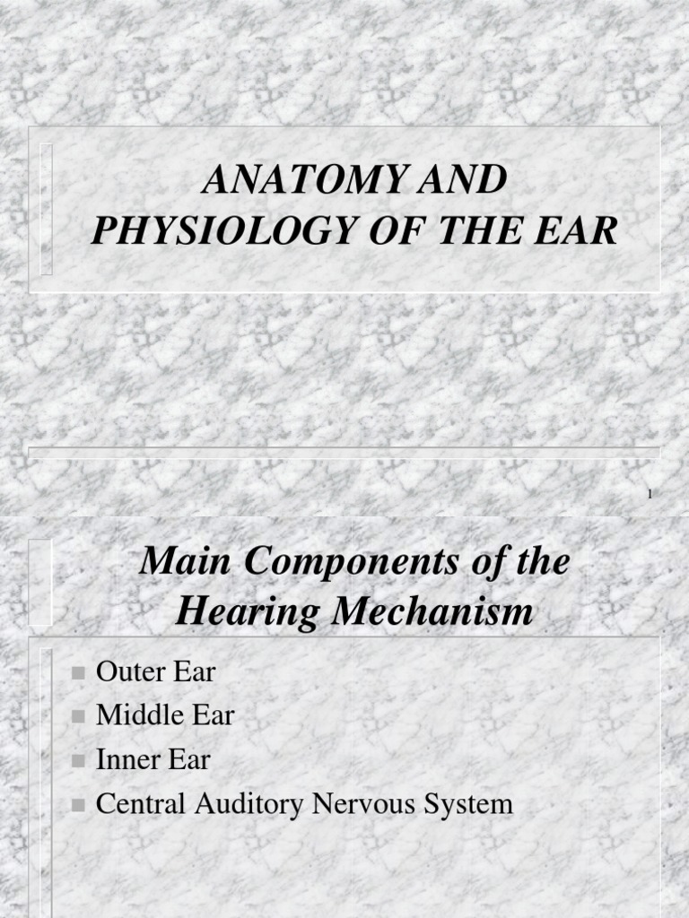 4b Anatomy and Physiology of The Ear-2 | PDF | Ear | Auditory System