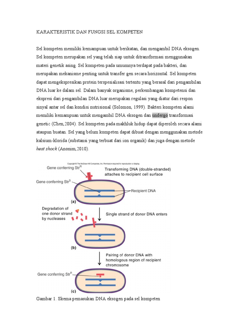 Sel Kompeten | PDF | Transformation (Genetics) | Plasmid