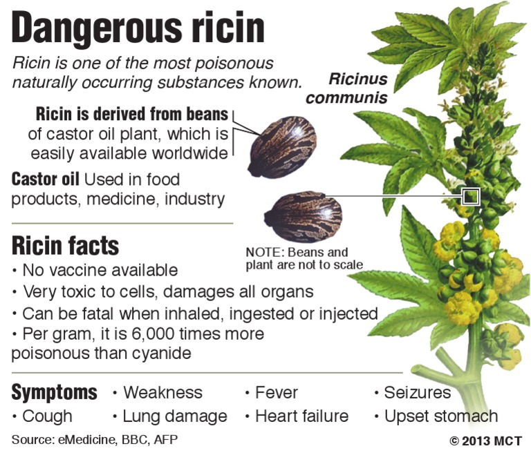 Dangerous Ricin | PDF