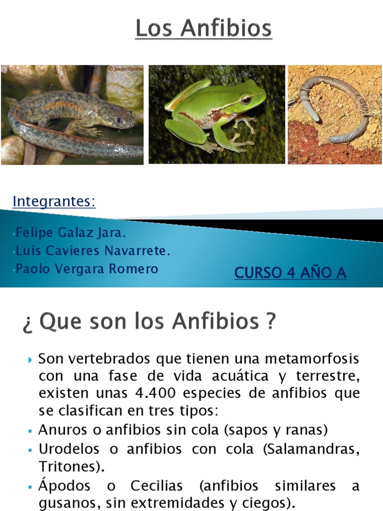 Los Anfibios | PDF