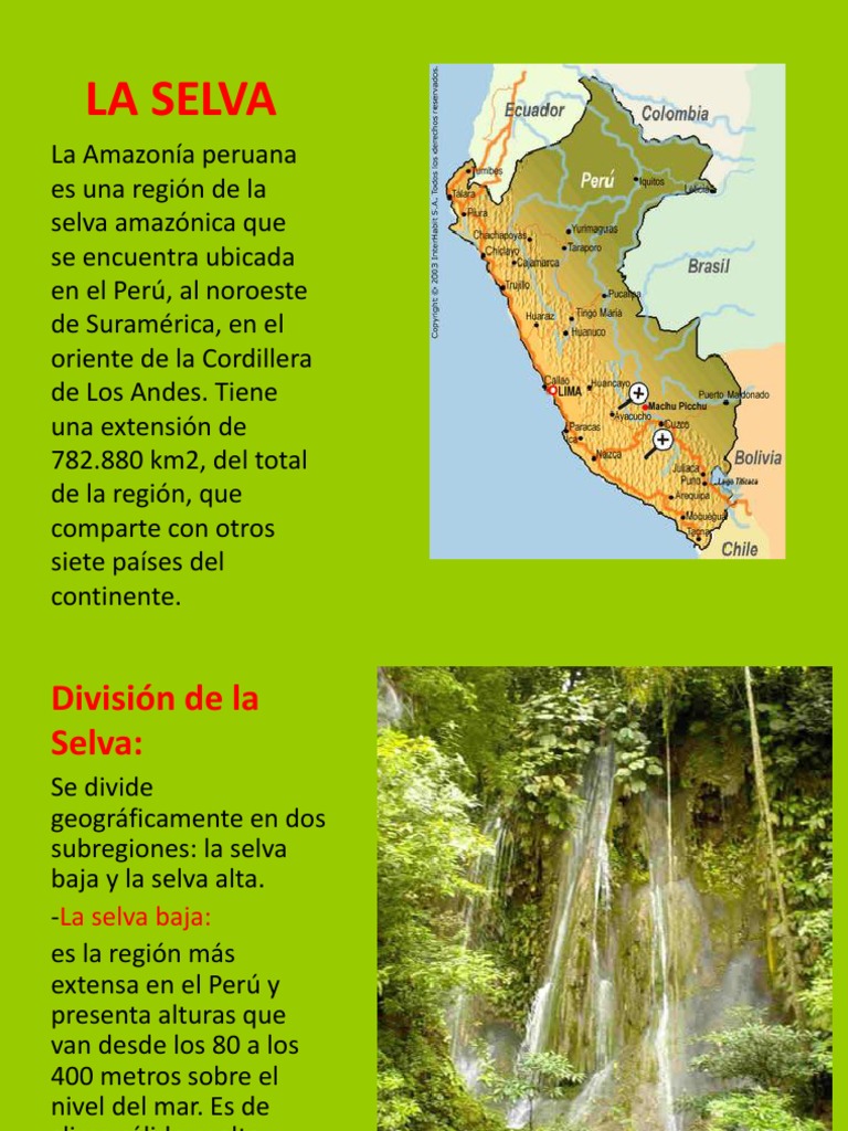 Diapositiva La Selva | PDF