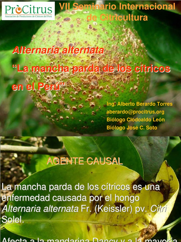 Alternaria alternata en cítricos: control y síntomas | PDF | Espora | Suelo