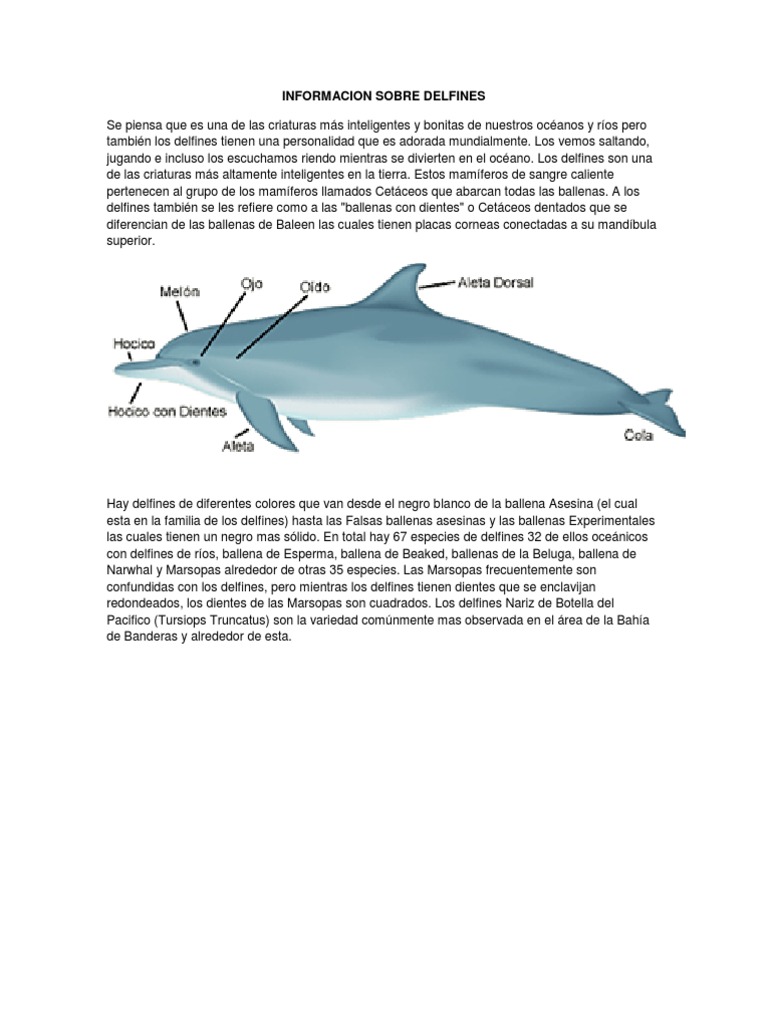 Informacion Sobre Delfines | PDF | Cetacea | Sonido