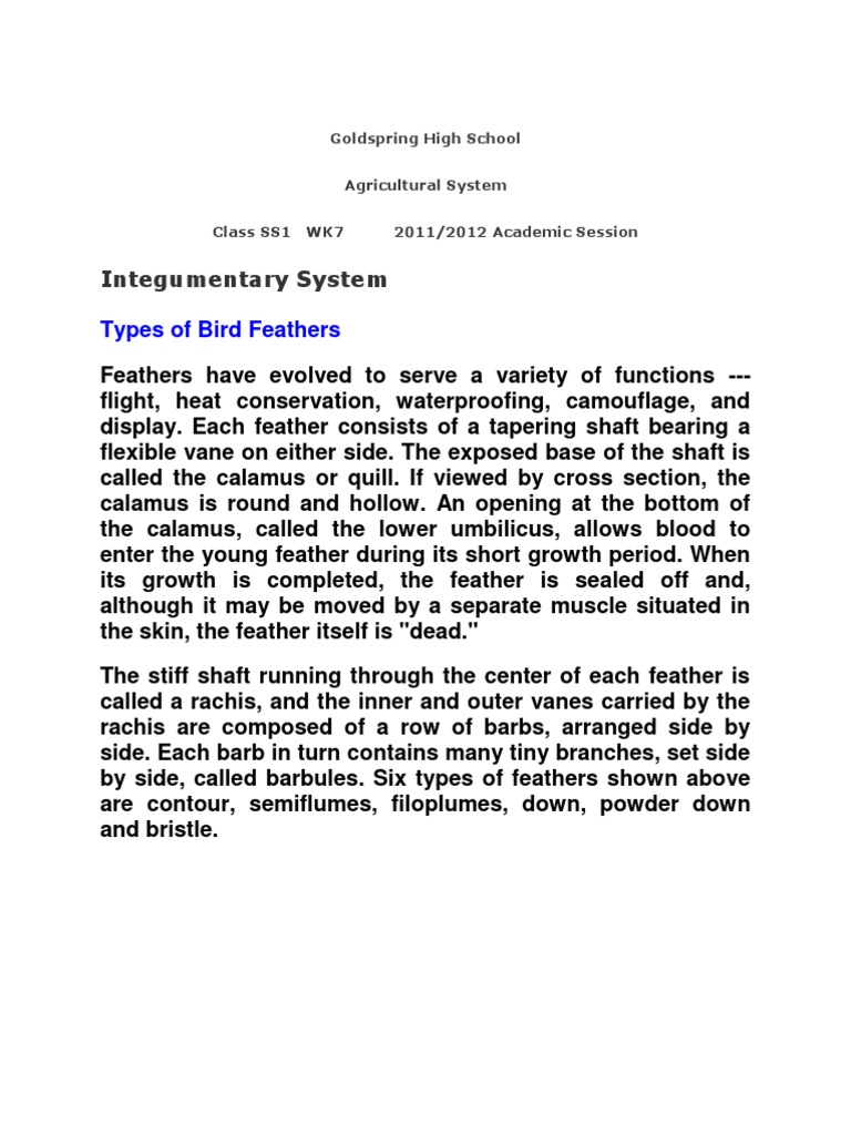 Integumentary System: Types of Bird Feathers | PDF | Feather | Digestion