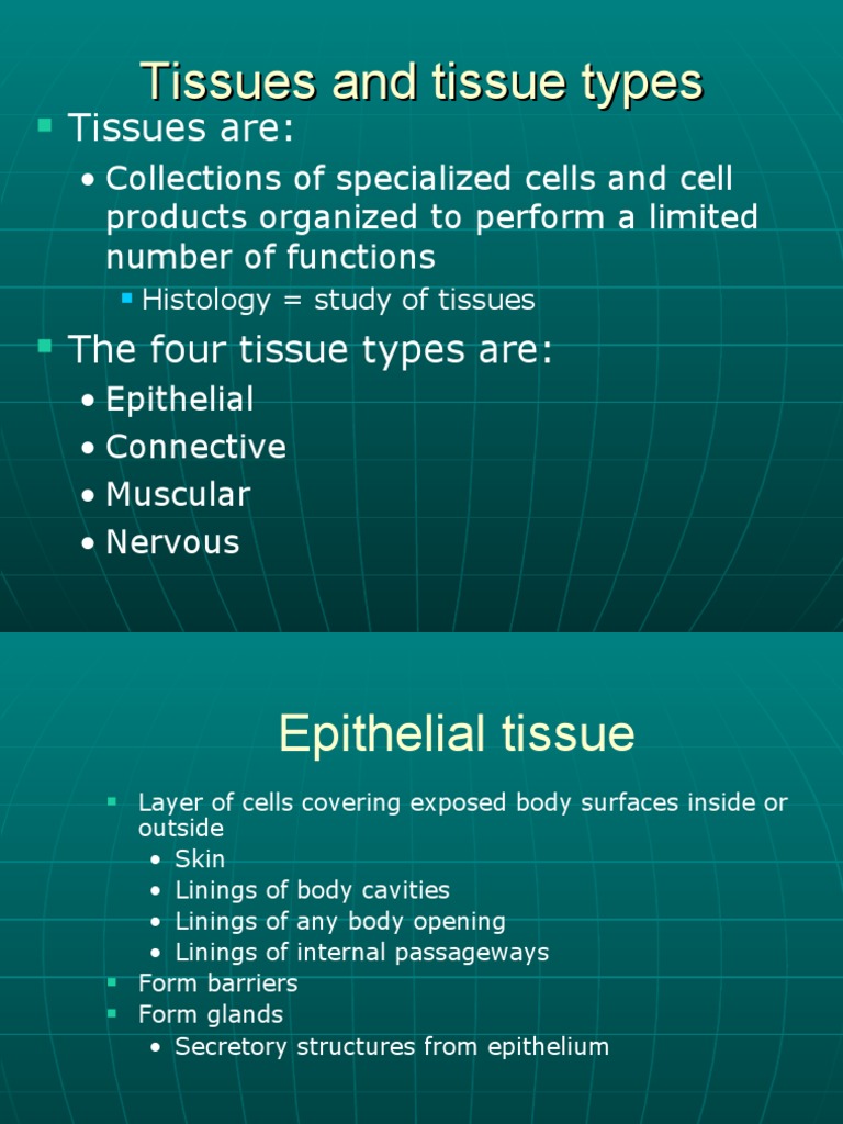 Tissues and Tissue Types | PDF | Epithelium | Connective Tissue