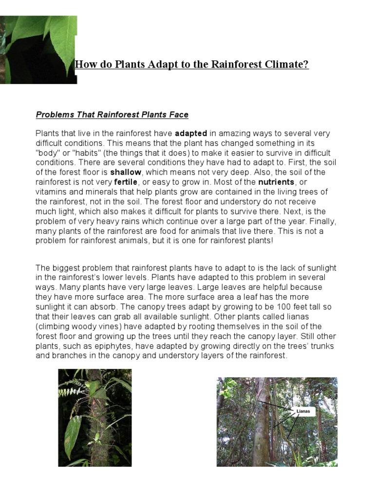 Plant Adaptations to the Rainforest | Rainforest | Trees