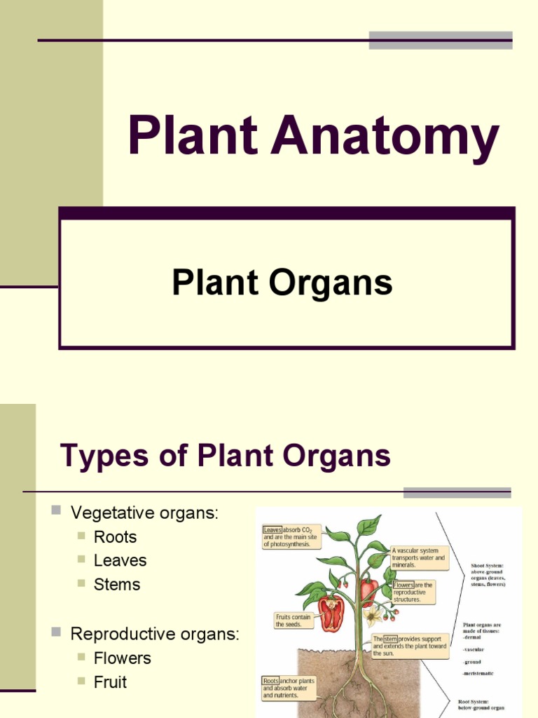 Plant Organs Roots | PDF | Root | Plants