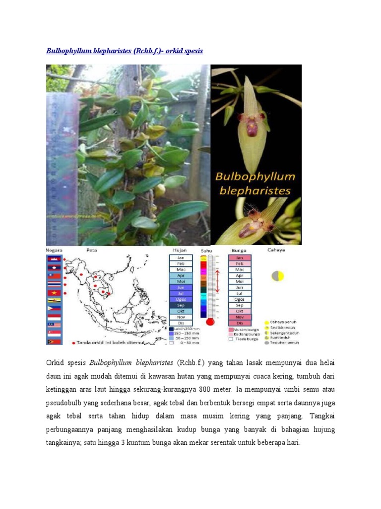 Spesis Orkid Unik di Hutan Borneo | PDF