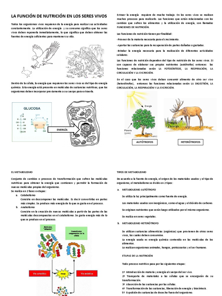La Función de Nutrición en Los Seres Vivos | PDF | Nutrición | Dieta y ...