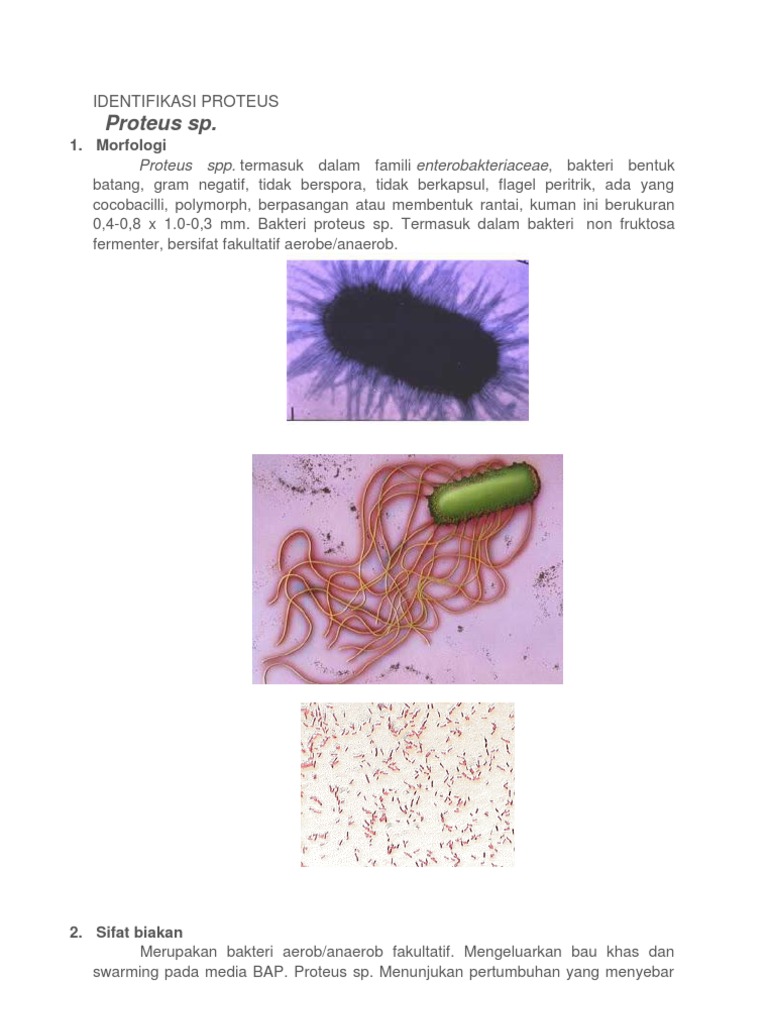 Identifikasi Proteus | PDF