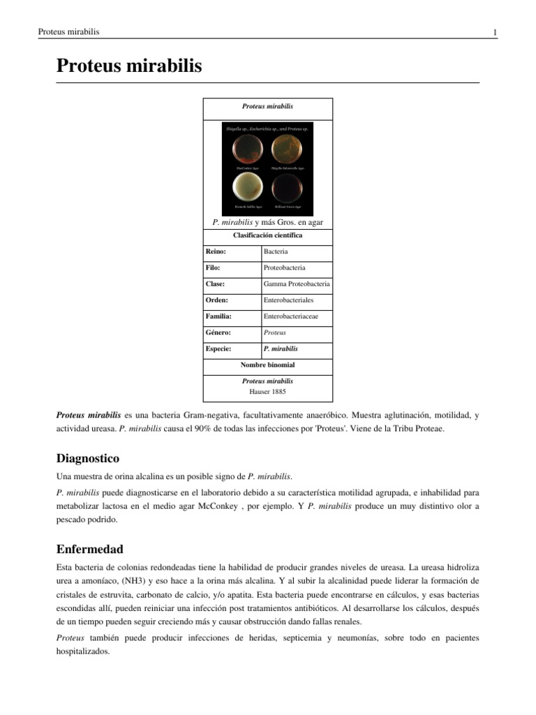 Proteus Mirabilis | PDF | Microorganismo | Bacterias Gram-negativo